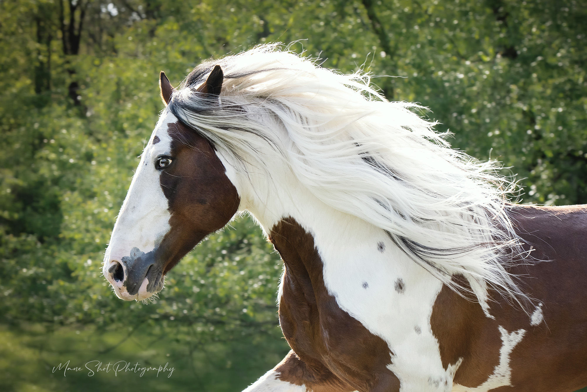 BH SPECTACULAR - Drum Horse Breed Registry